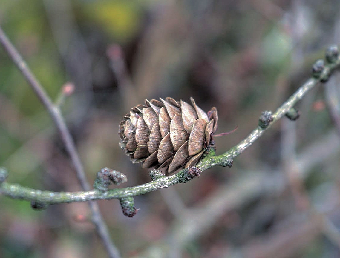 Zapfen Foto & Bild | fotos, natur, landschaft Bilder auf fotocommunity