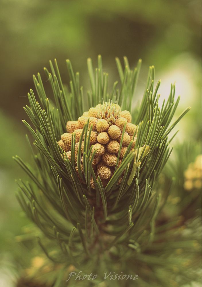 Zapfen Foto & Bild | pflanzen, pilze & flechten, bäume, nadelbäume ...