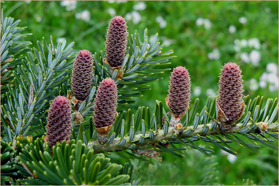 Zapfen-Bildung (Nordmann-Tanne) Foto & Bild | pflanzen, pilze ...