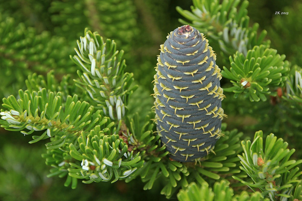 Zapfen..... Foto & Bild | pflanzen, pilze & flechten, bäume, nadelbäume ...