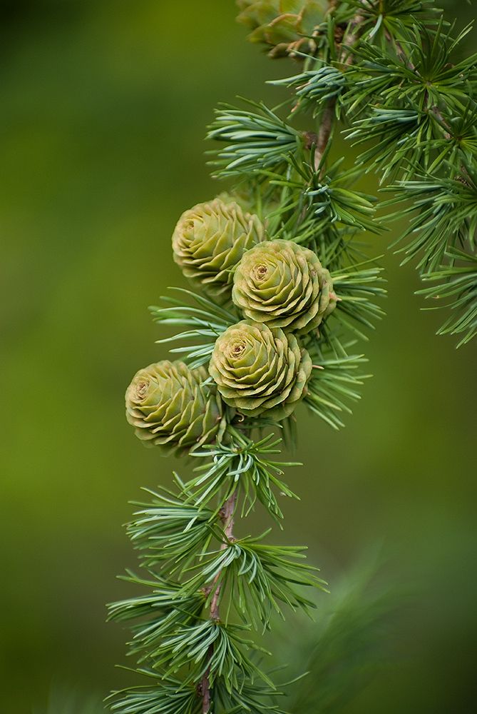 Zapfen Foto & Bild | pflanzen, pilze & flechten, früchte und beeren ...