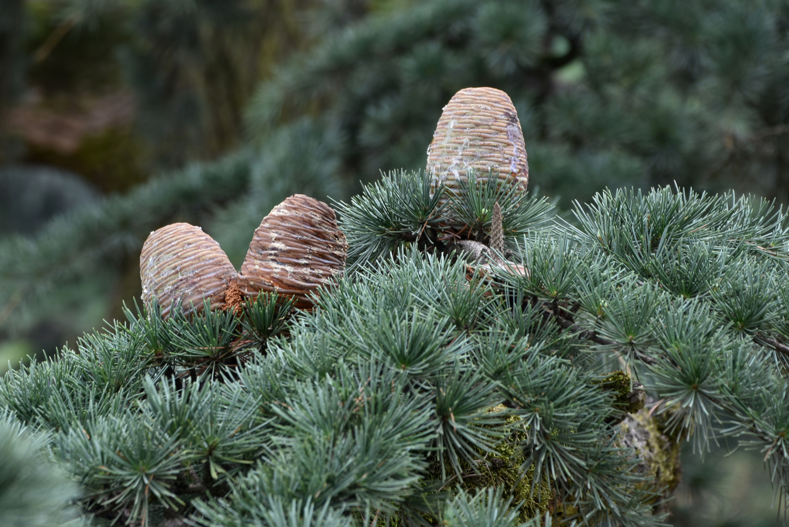 Zapfen der Atlaszeder Foto & Bild | archiv projekte naturchannel ...