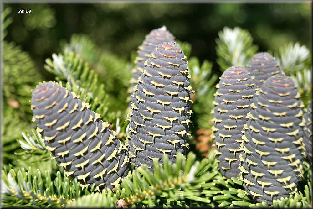 Zapfen Foto & Bild | pflanzen, pilze & flechten, bäume, nadelbäume ...