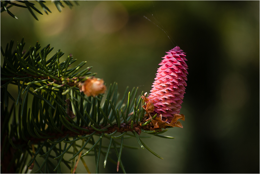 Zapfen einer Rottanne Foto & Bild | archiv projekte naturchannel ...