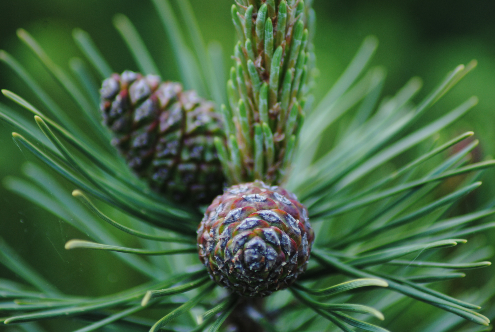 Zapfen Foto & Bild | pflanzen, pilze & flechten, bäume, nadelbäume ...