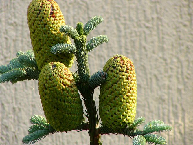 Zapfen Foto & Bild | pflanzen, pilze & flechten, bäume, natur Bilder ...
