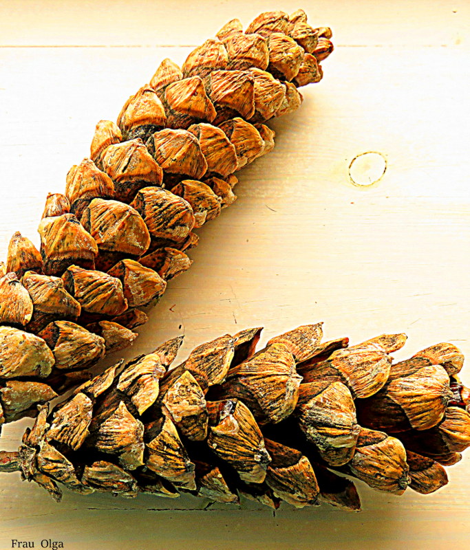 Zapfen von der Weymouthskiefer Foto & Bild | fotos, bäume, frühling ...