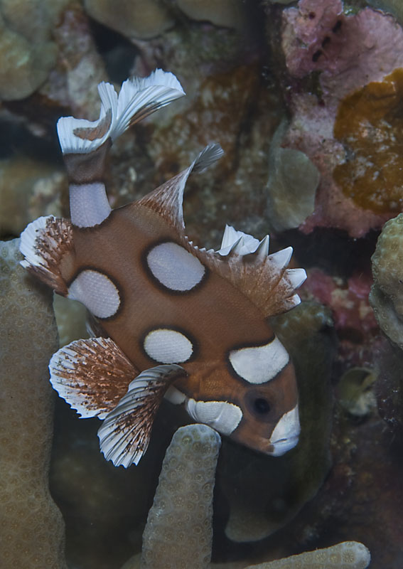 Zappelphilipp Foto & Bild | unterwasser, uw-salzwasser, natur-kreativ ...