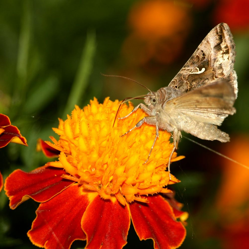 Zappelphilipp Foto & Bild | tiere, wildlife, schmetterlinge Bilder auf ...