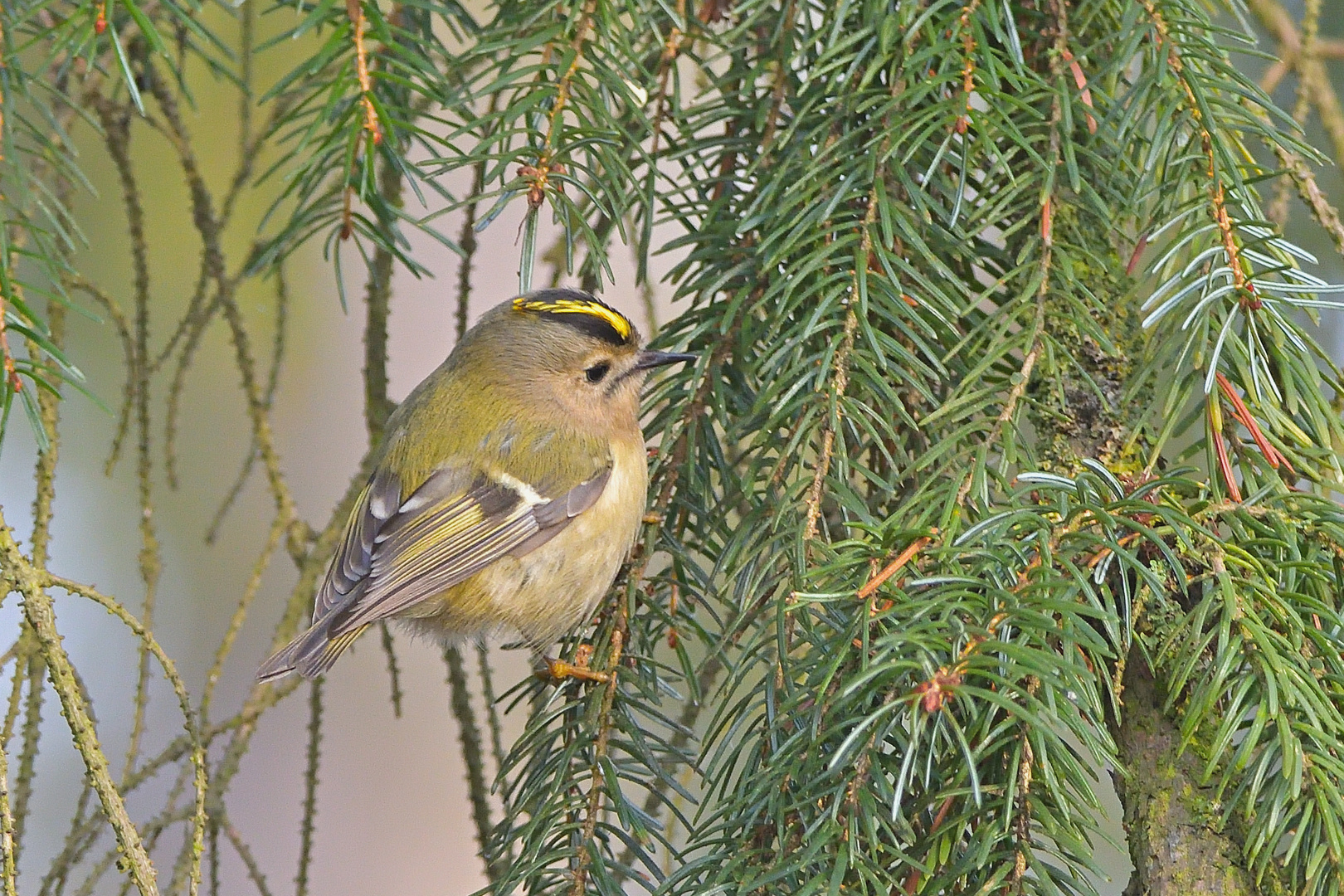 Zappelphilipp Foto & Bild | tiere, wildlife, wild lebende vögel Bilder ...