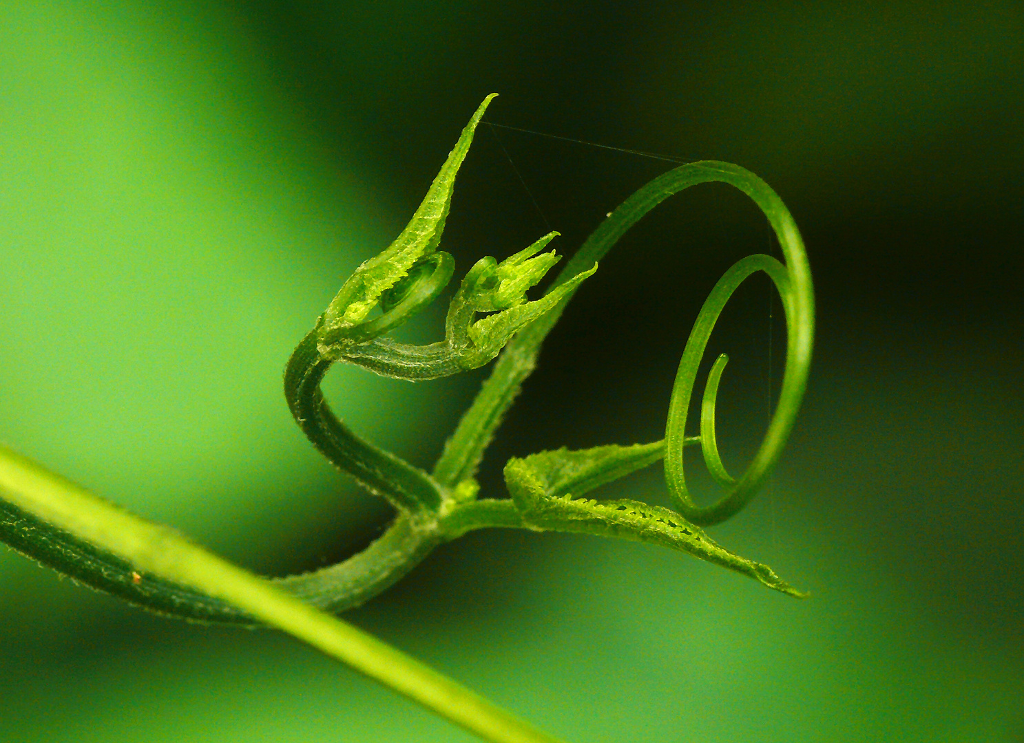 Zarcillos Imagen & Foto | naturaleza abstracta, fotos, natura Fotos de ...