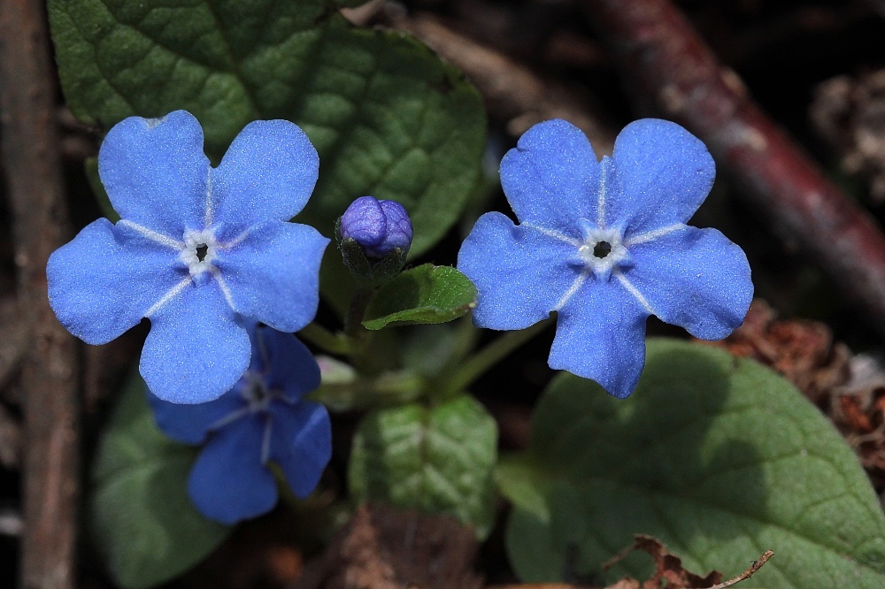 Zart blau Foto & Bild | pflanzen, pilze & flechten, blüten- & kleinpflanzen, wildpflanzen Bilder ...