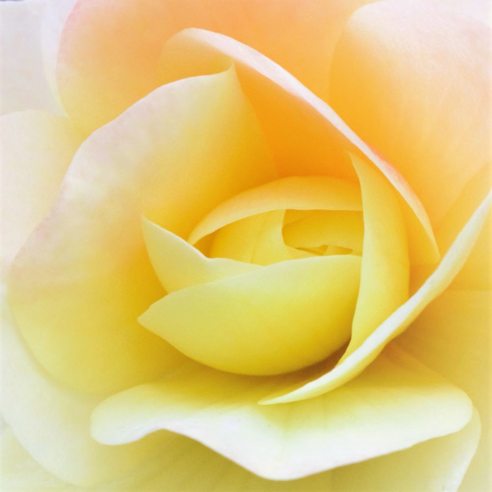 zart... Foto & Bild | fotos, art, world Bilder auf fotocommunity