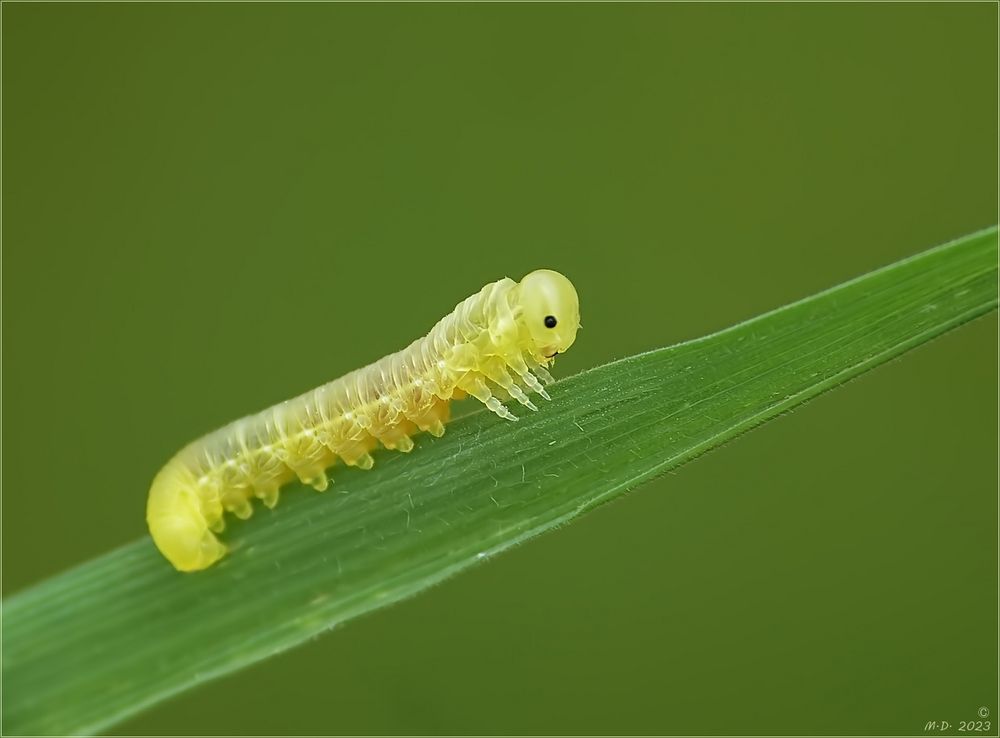 Zart und durchscheinend ... Foto & Bild | fotos, makro, natur Bilder ...