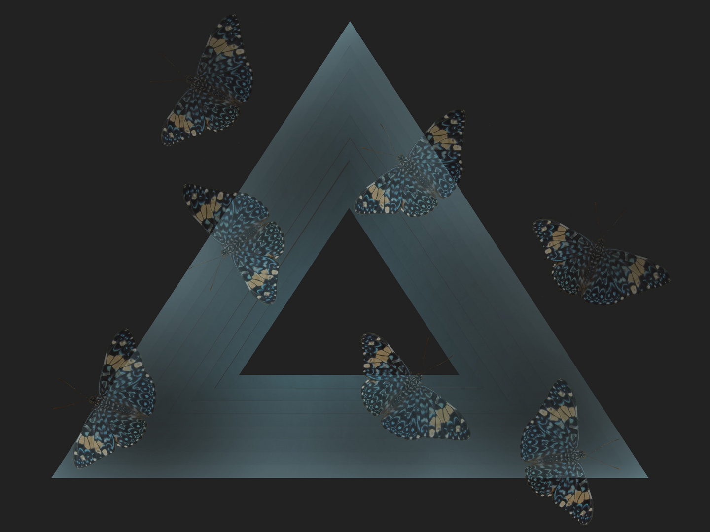 zartes flattern ... Foto & Bild | spezial, blau, natur Bilder auf ...