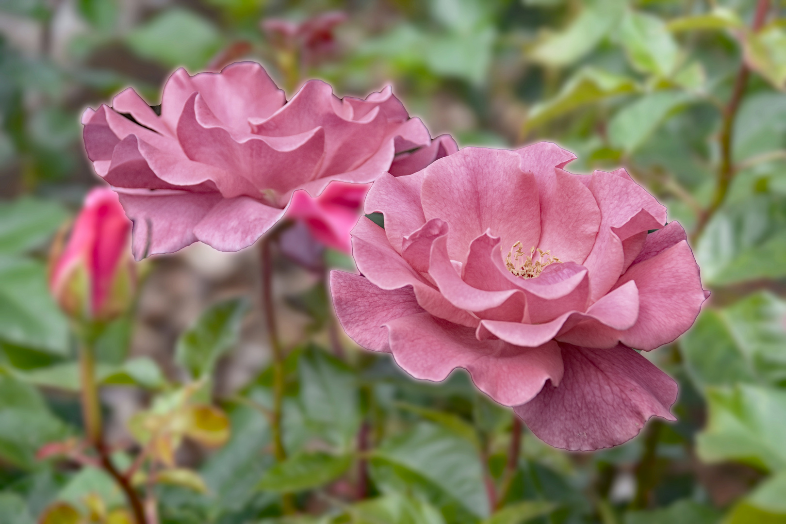 Zartes Pink Foto & Bild | blumen, rosen, color fine art Bilder auf ...