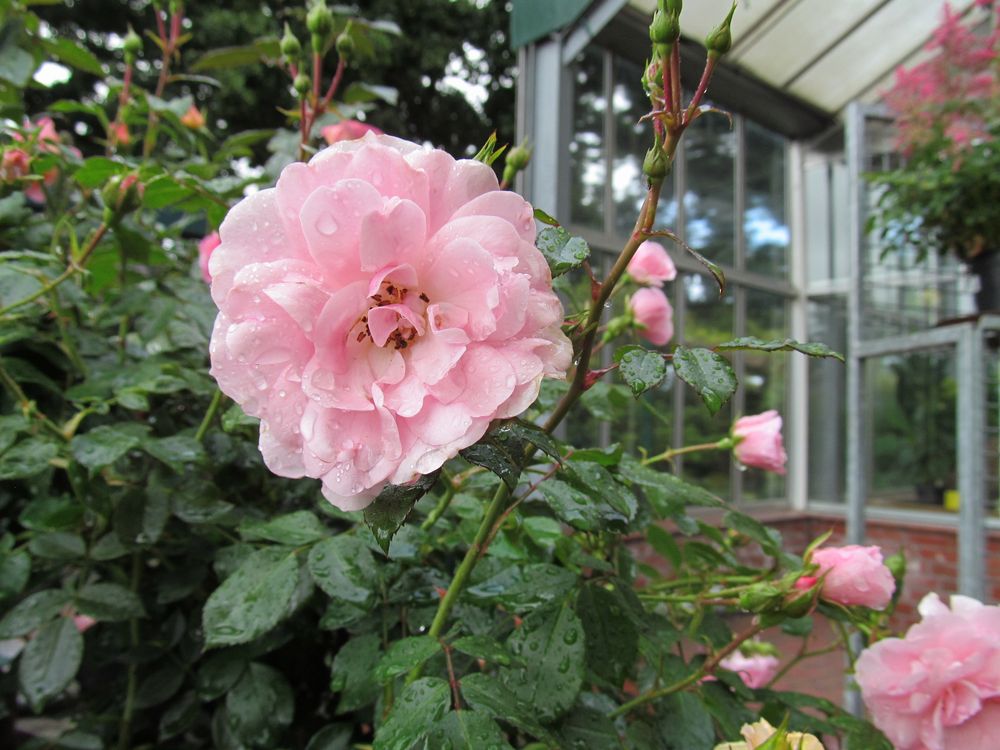 zartes Rosa ... Foto & Bild | nature, natur, pflanzen Bilder auf ...