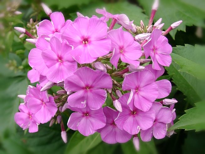 Zartes Rosa Foto & Bild | pflanzen, pilze & flechten, blüten ...