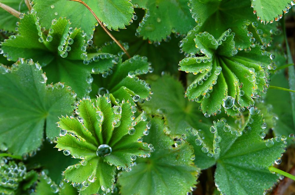 Zauber der Tropfen Foto & Bild | world, makro, wiese Bilder auf ...