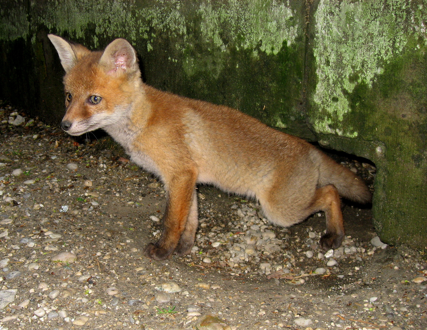 Zauberfuchs Foto & Bild | tiere, natur Bilder auf fotocommunity