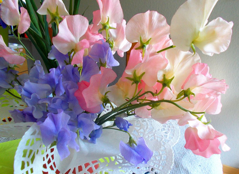 Zauberhafte Wicken...... Foto & Bild | blüten, duft, wicken Bilder auf ...