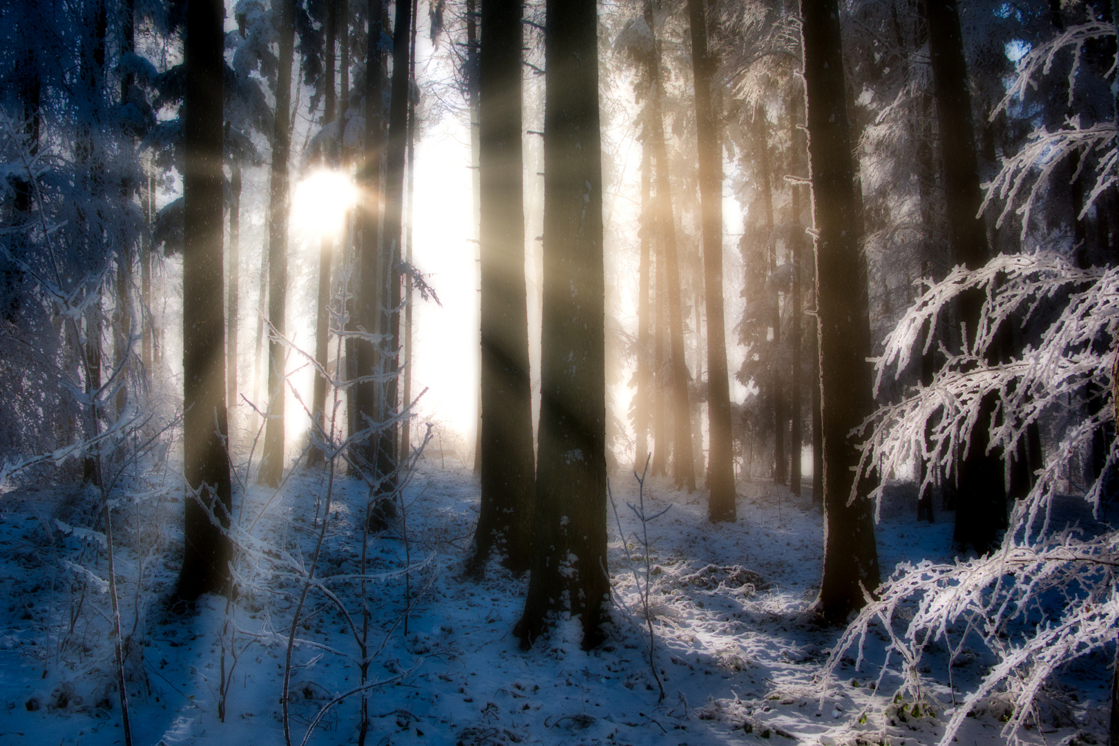 Zauberwald Foto & Bild | landschaft, jahreszeiten, winter Bilder auf ...