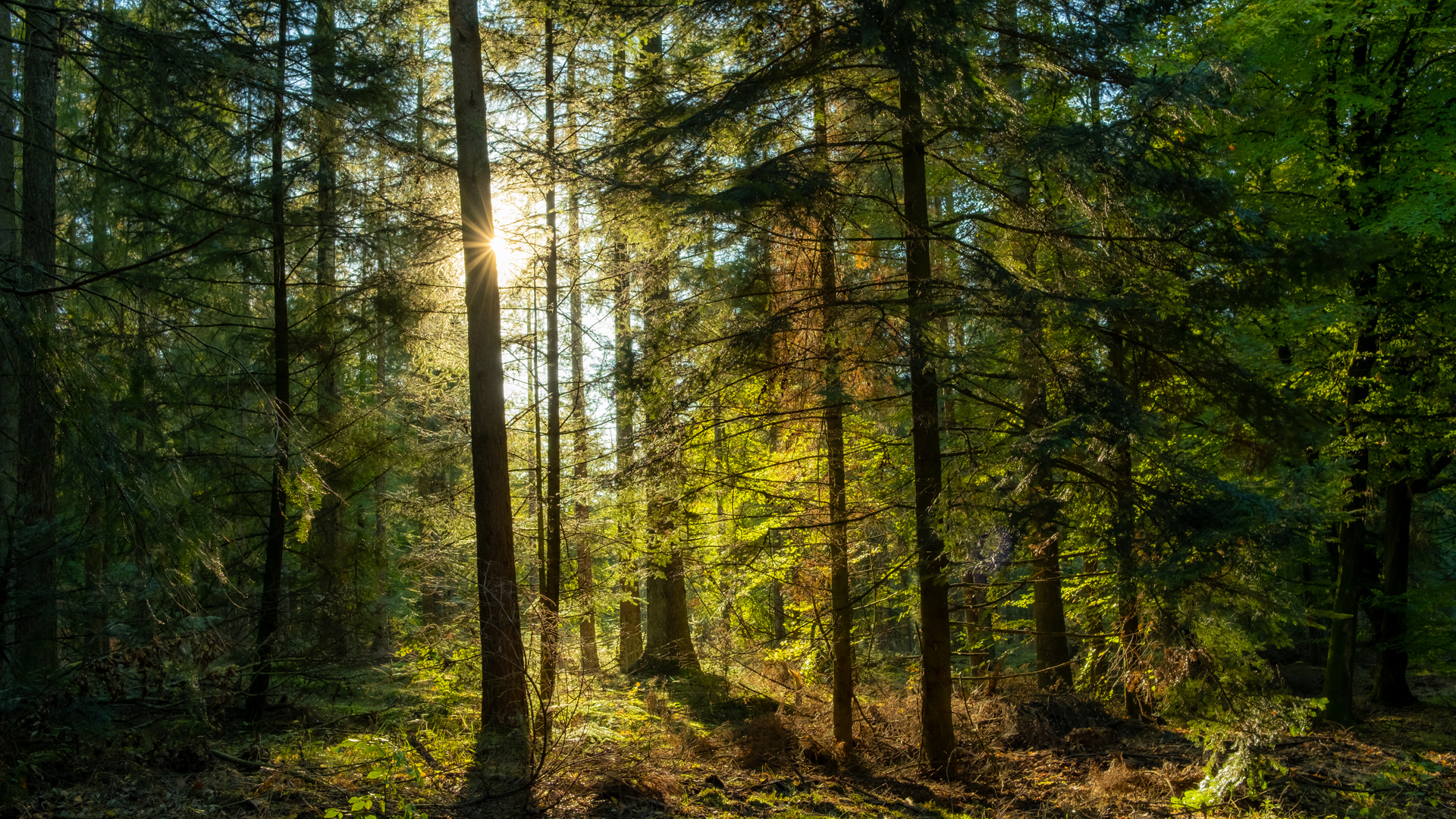 Zauberwald Foto & Bild | landschaft, jahreszeiten, lebensräume Bilder ...