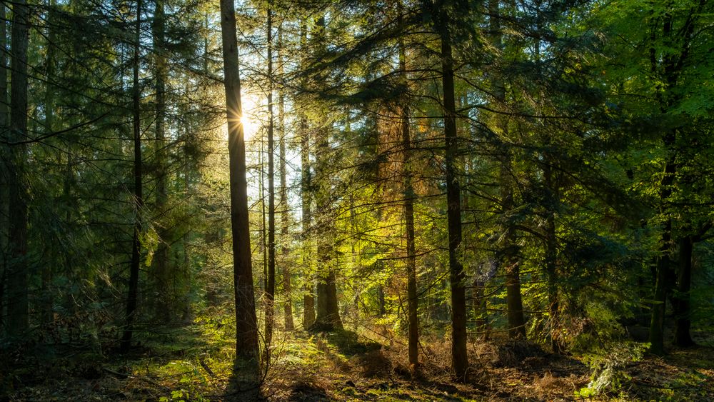 Zauberwald Foto & Bild | landschaft, jahreszeiten, lebensräume Bilder ...