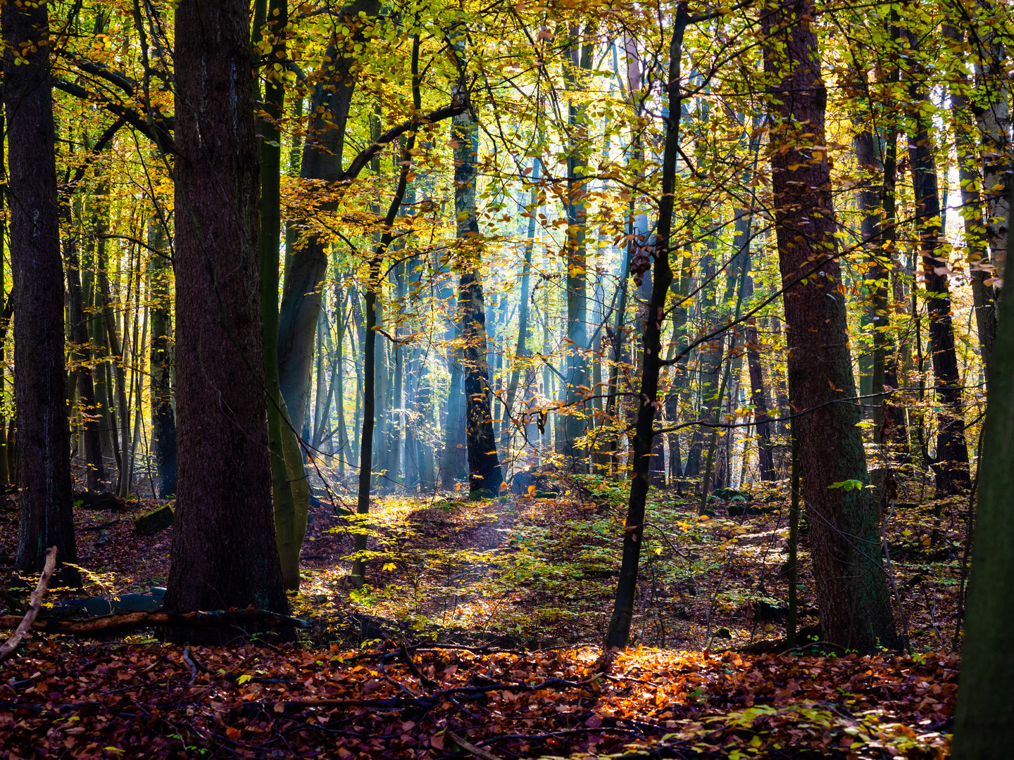 Zauberwald Foto & Bild | fotos, wald, outdoor Bilder auf fotocommunity