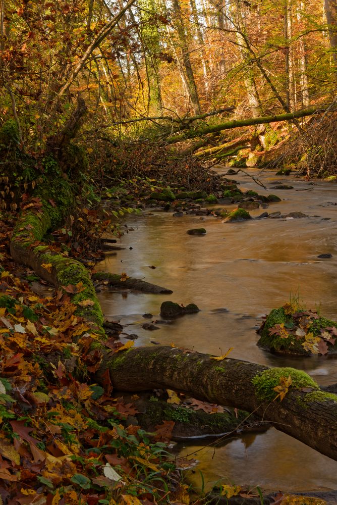 Zauberwald Foto & Bild | deutschland, europe, baden- württemberg Bilder ...