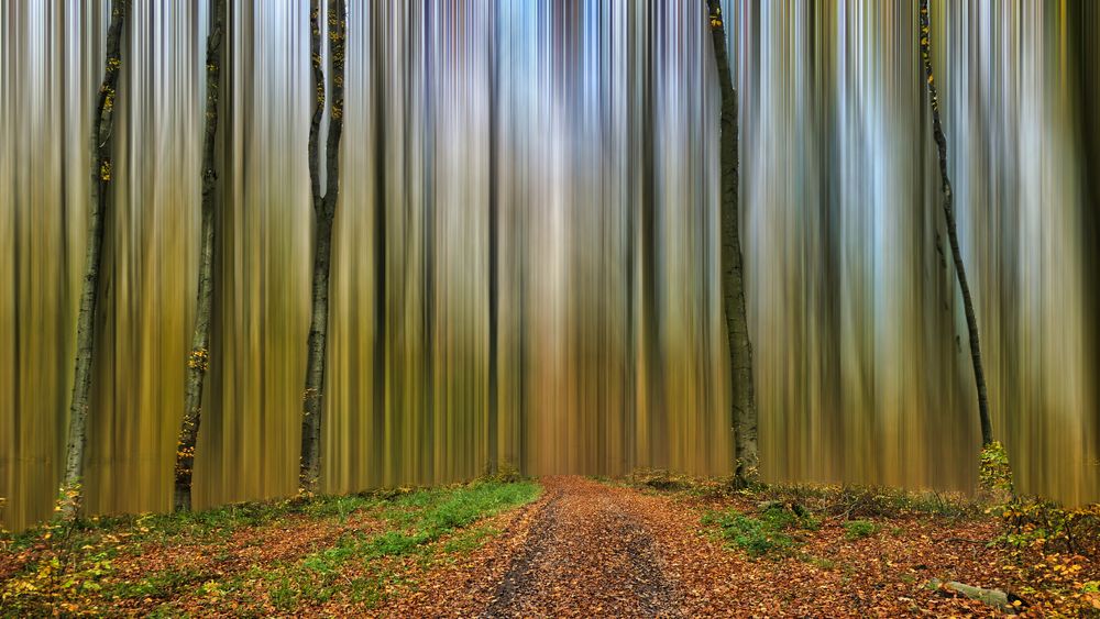 Zauberwald Foto & Bild | natur-kreativ, wald, outdoor Bilder auf ...