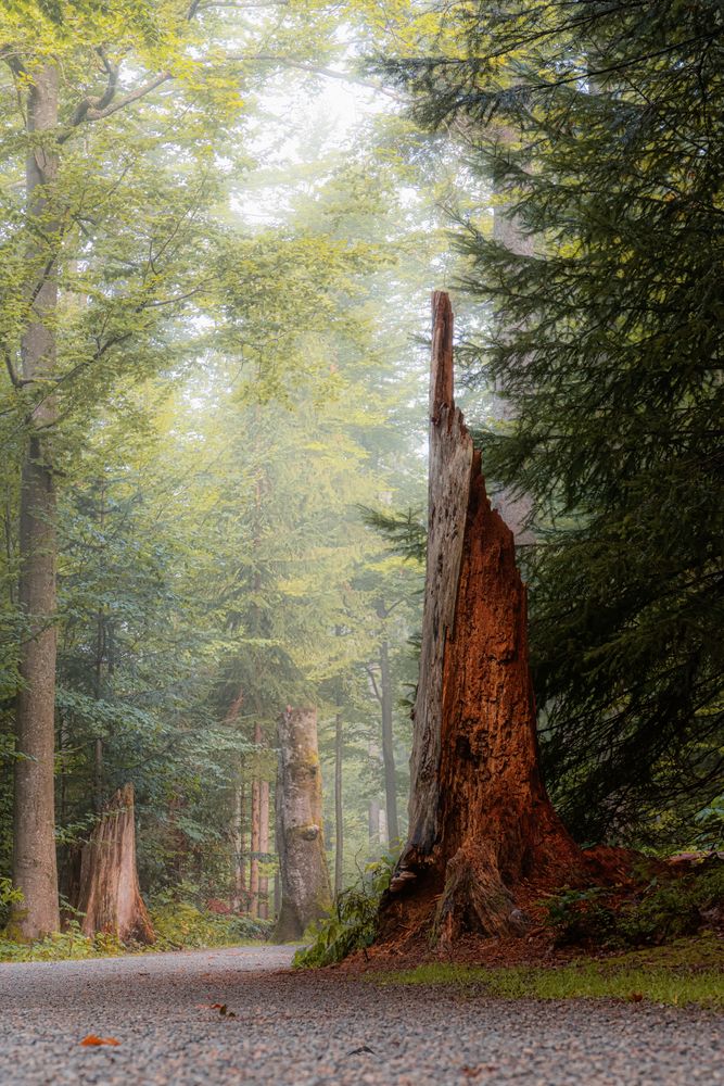 Zauberwald Foto & Bild | landschaft, wald, outdoor Bilder auf fotocommunity