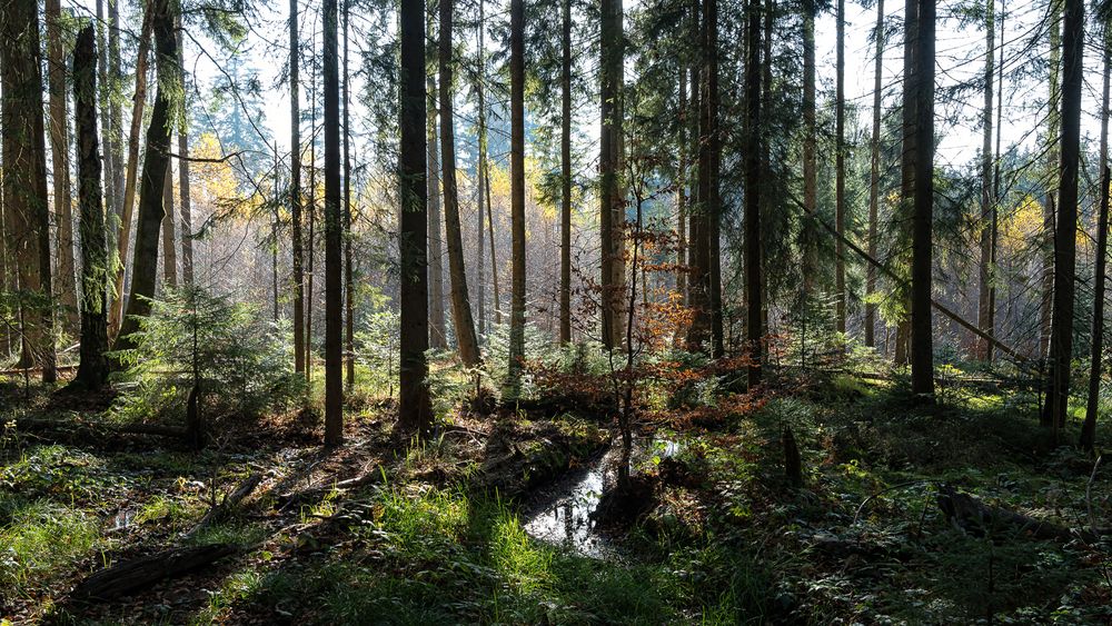 Zauberwald Foto & Bild | wald, bäume, natur Bilder auf fotocommunity