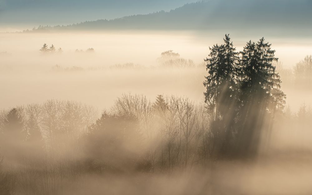 Zauberwald Foto & Bild | deutschland, europe, baden- württemberg Bilder ...