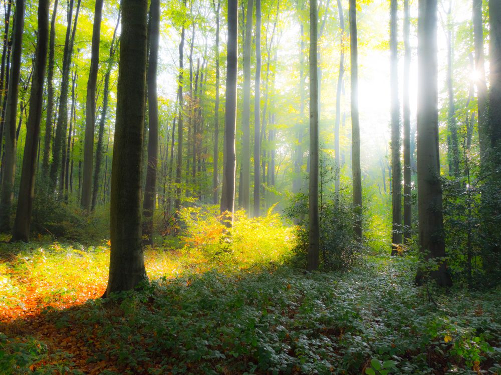 Zauberwald Foto & Bild | deutschland, europe, nordrhein- westfalen ...