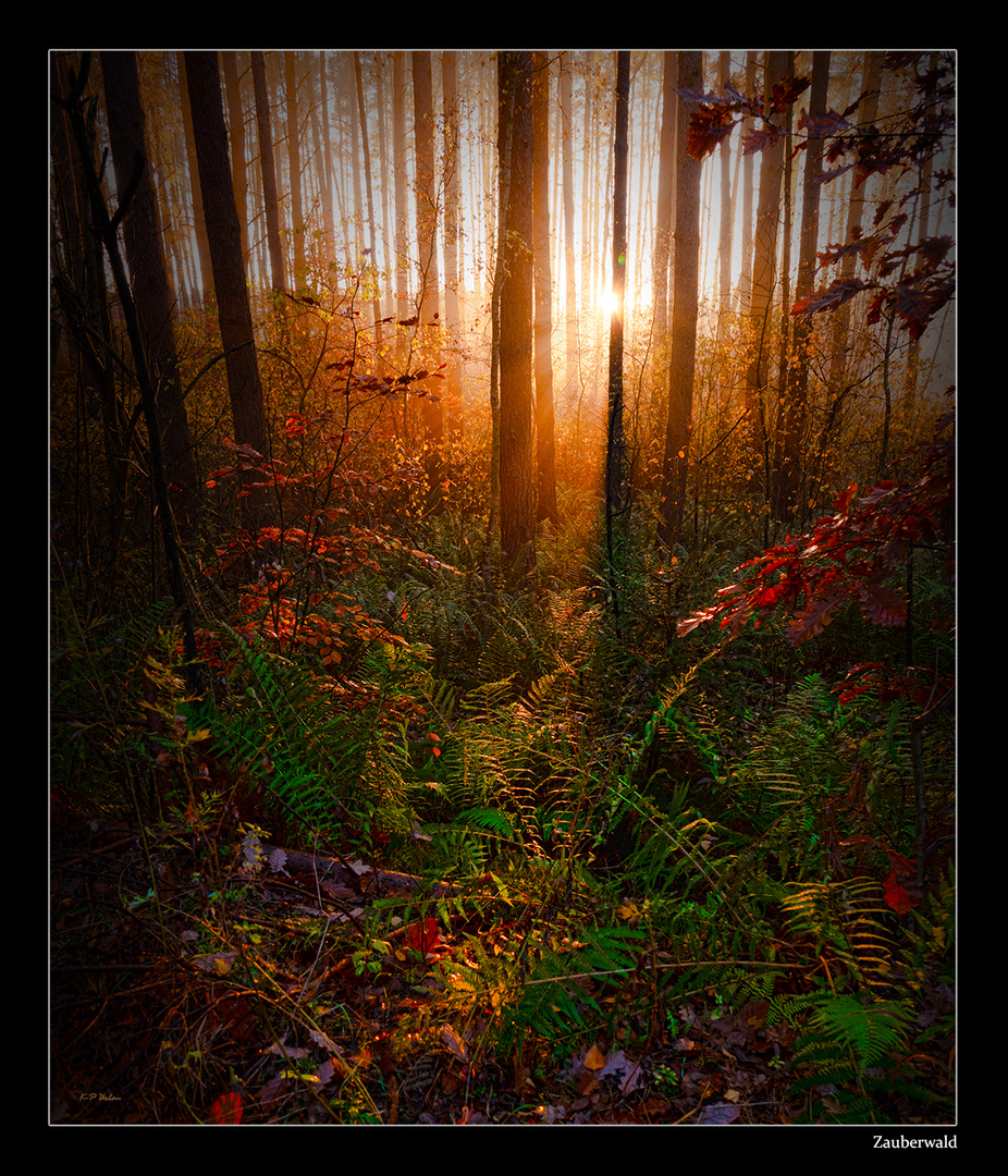 Zauberwald Foto & Bild | landschaft, wald, natur Bilder auf fotocommunity