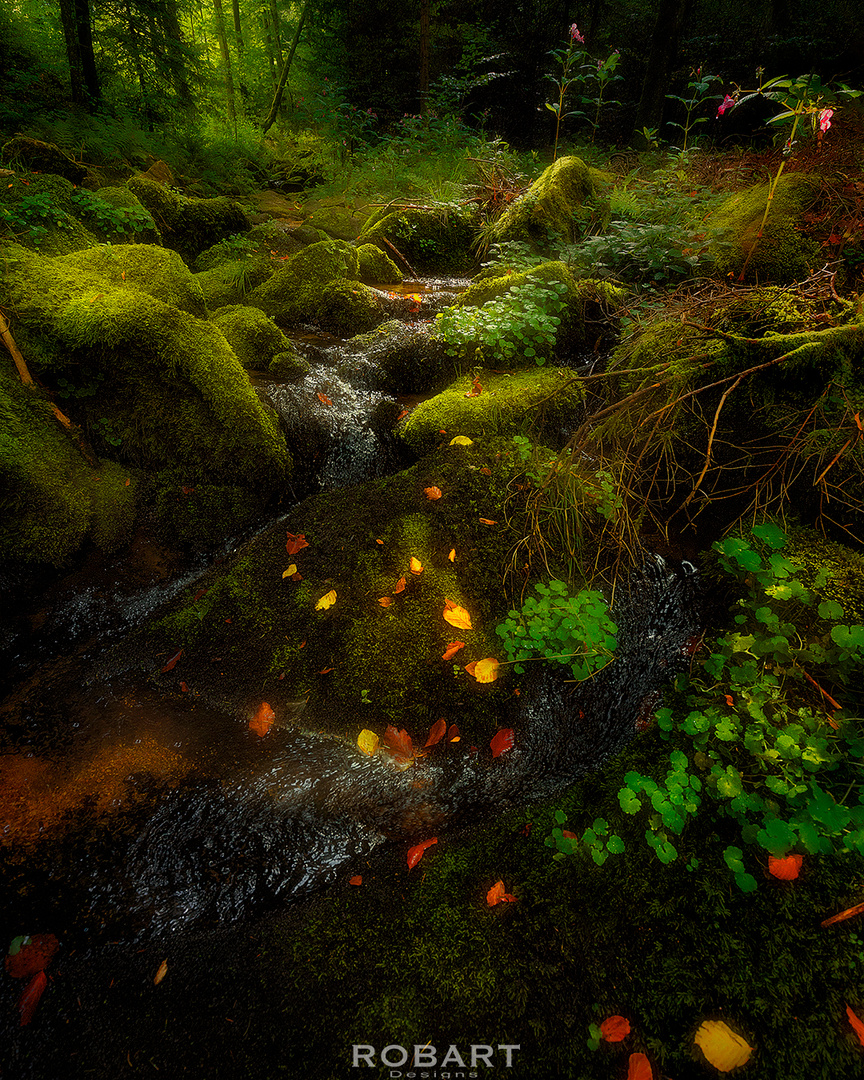 Zauberwald Foto & Bild | fotos, wald, natur Bilder auf fotocommunity