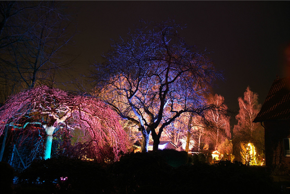 Zauberwald. Foto & Bild | landschaft, naturlandschaft bei nacht, natur ...