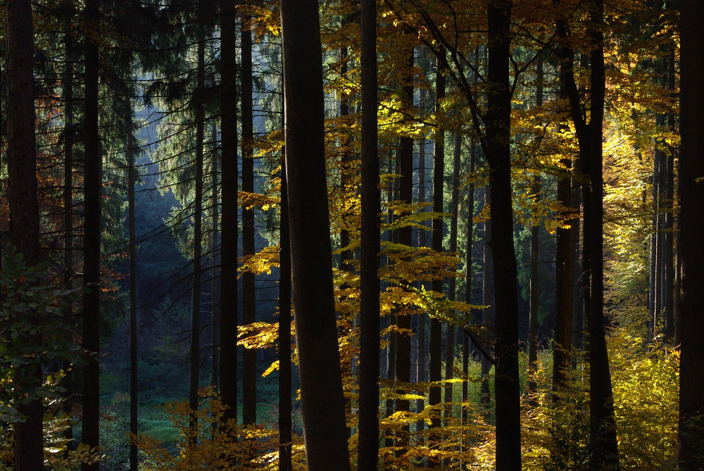 Zauberwald Foto & Bild | wald, natur, herbst Bilder auf fotocommunity