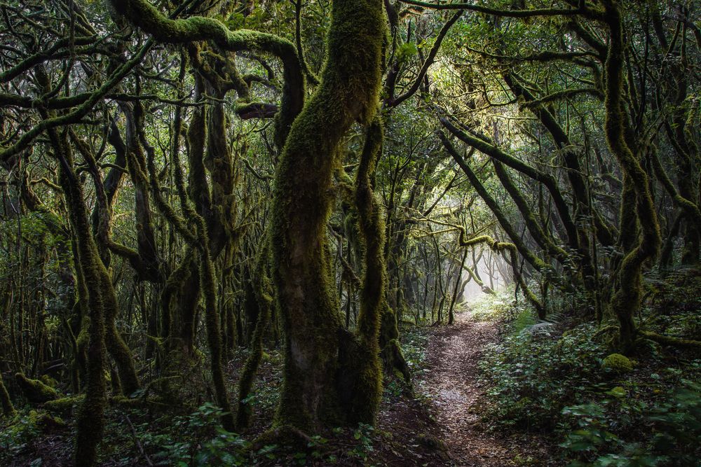 Zauberwald Foto & Bild | archiv projekte naturchannel ...