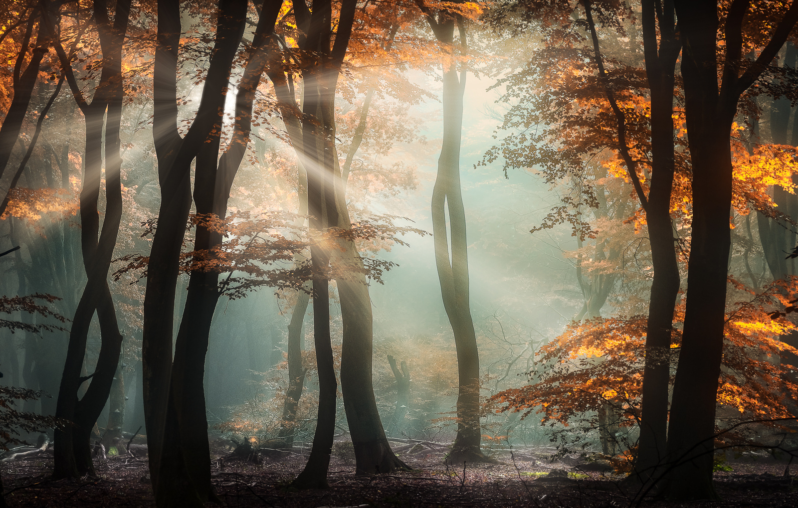 Zauberwald Foto & Bild | landschaft, jahreszeiten, herbst Bilder auf fotocommunity