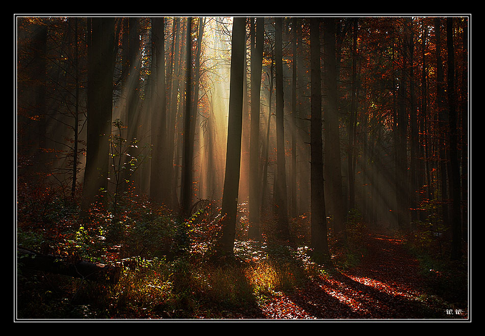Zauberwald Foto & Bild | jahreszeiten, herbst, traumlandschaften Bilder ...