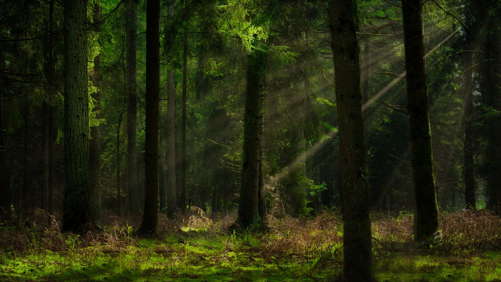 Zauberwald Foto & Bild | pflanzen, pilze & flechten, landschaft, bäume ...
