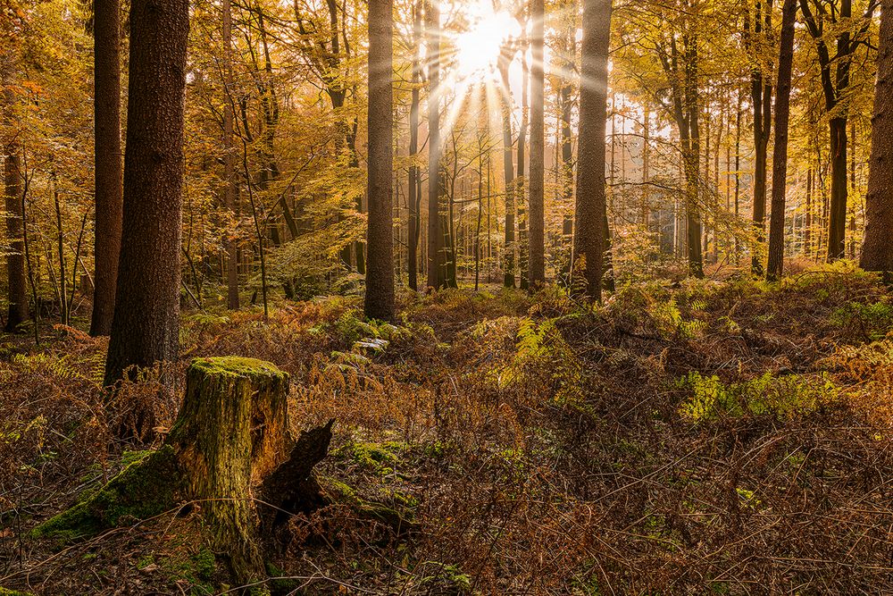 Zauberwald Foto & Bild | landschaft, jahreszeiten, herbst Bilder auf ...