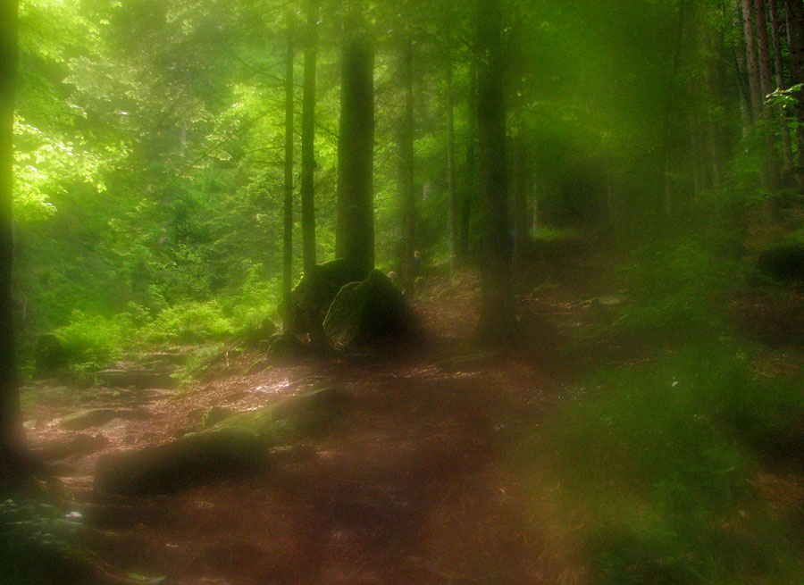 Zauberwald Foto & Bild | landschaft, wald, natur Bilder auf fotocommunity