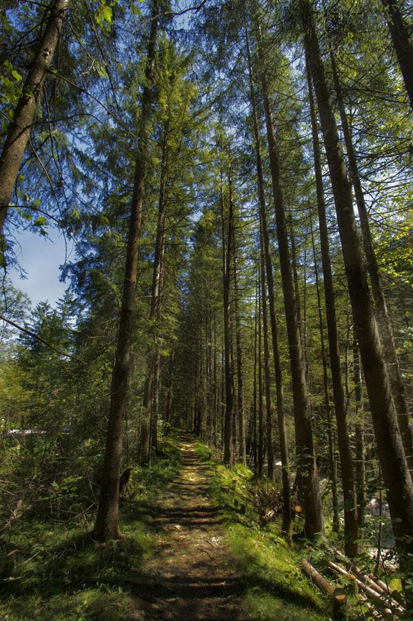 Zauberwald - Hintersee - Ramsau Foto & Bild | landschaft, wald, natur ...