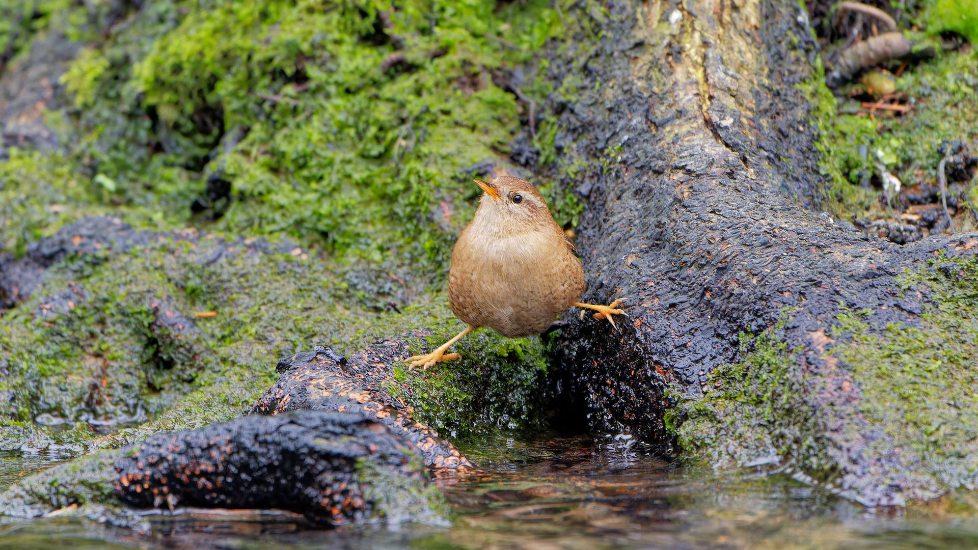 Zaunkönig Spagat Foto & Bild | tiere, wildlife, wild lebende vögel ...