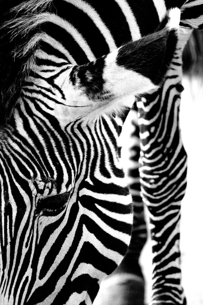ZEBRA Foto & Bild | tiere, tierdetails, natur Bilder auf fotocommunity
