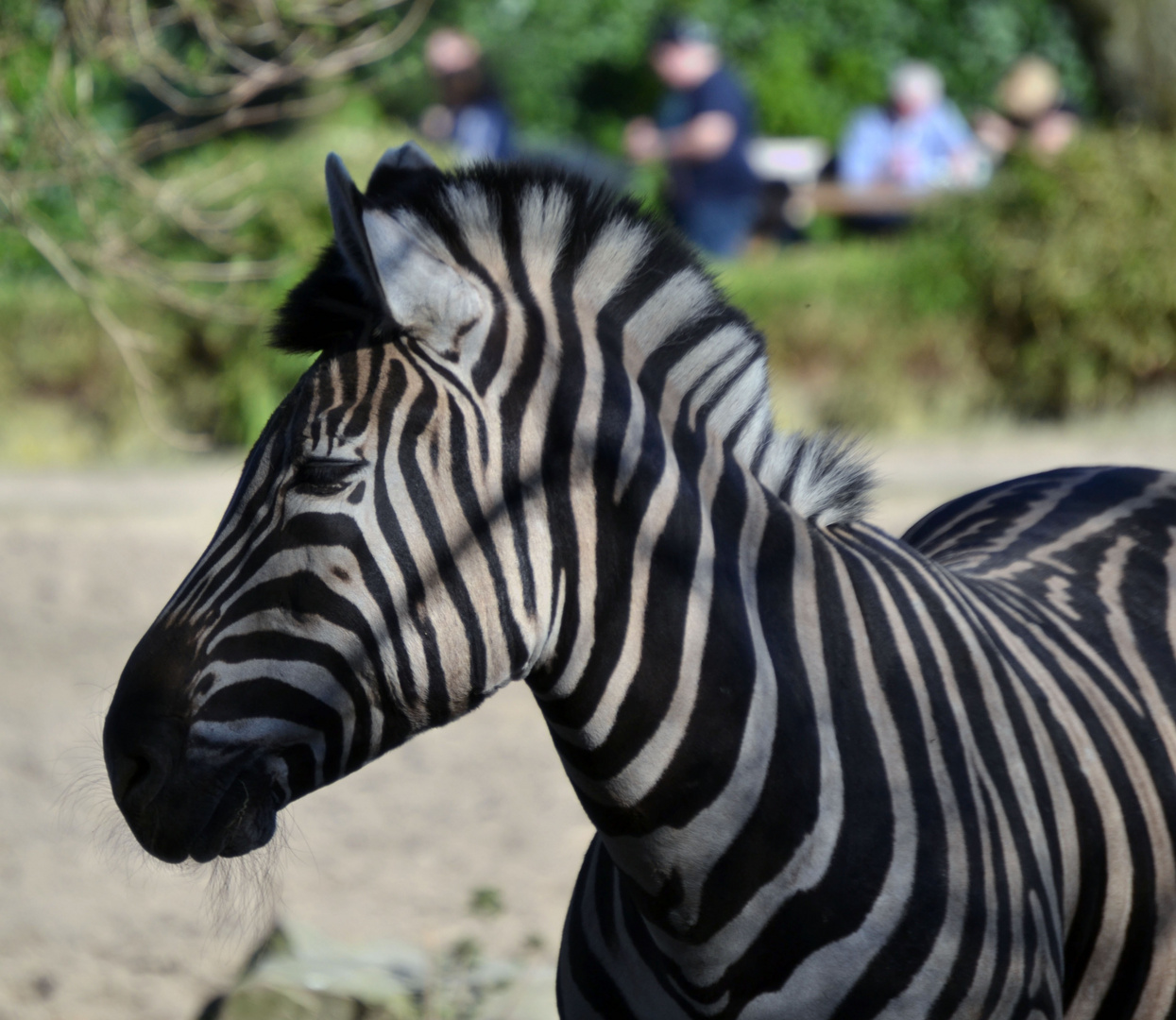 Zebra Foto & Bild | tiere, zoo, wildpark & falknerei, säugetiere Bilder ...