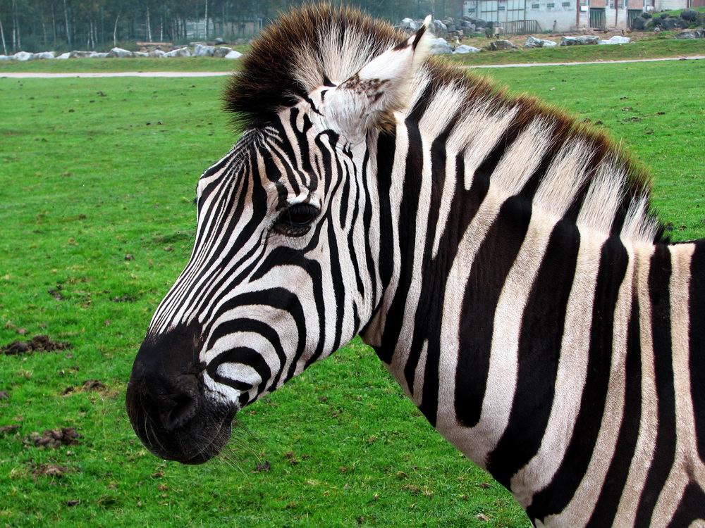 Zebra Foto & Bild | tiere, zoo, wildpark & falknerei, säugetiere Bilder ...
